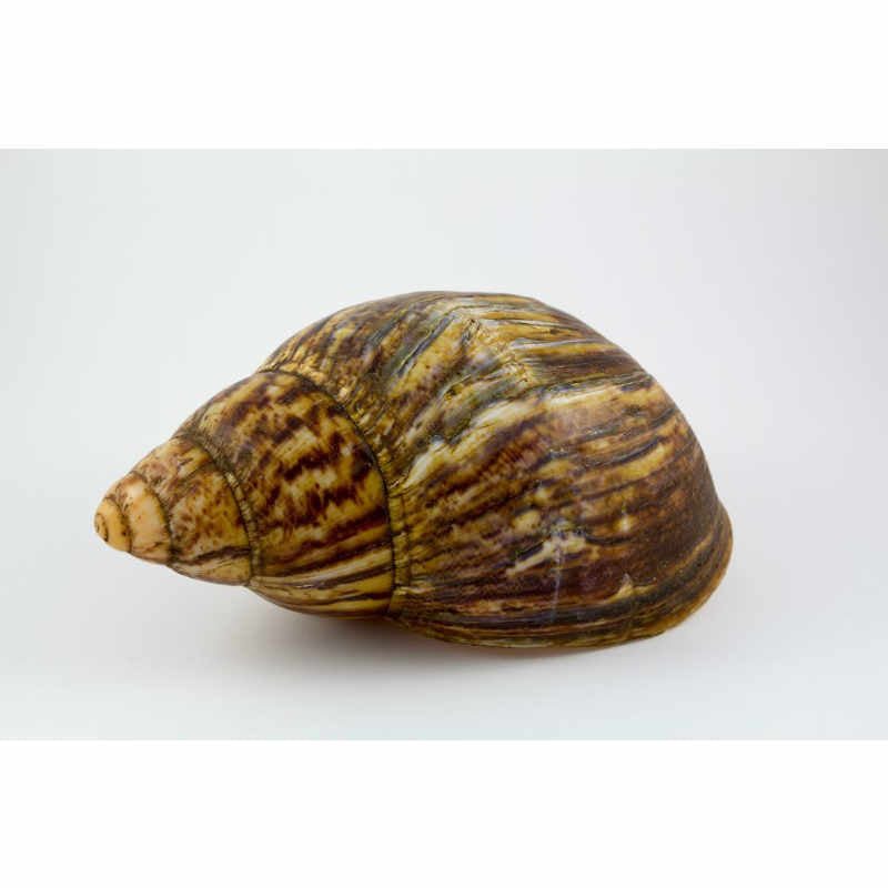 Fresh Snail (1 Pack of 10 Large Snails) - Fresh To Dommot
