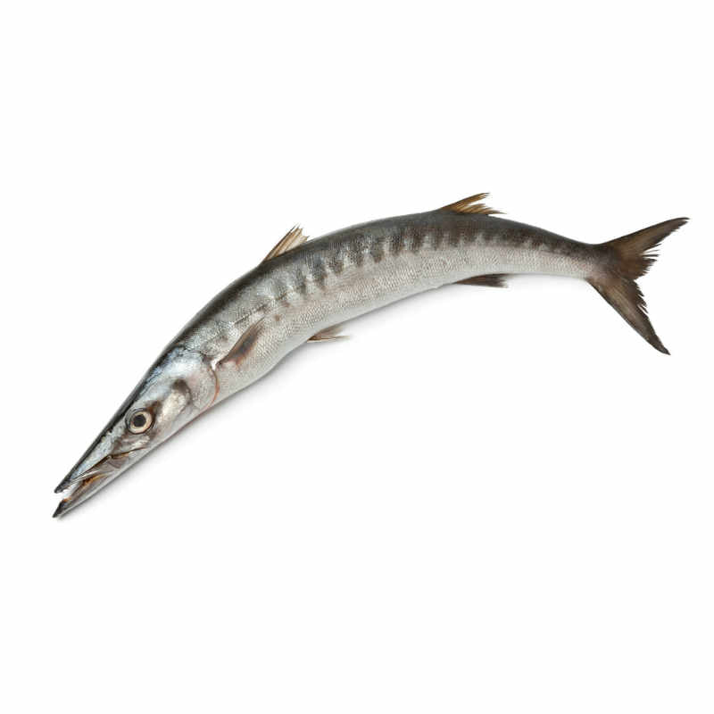 Fresh Barracuda Fish ( 1kg ) - Fresh To Dommot