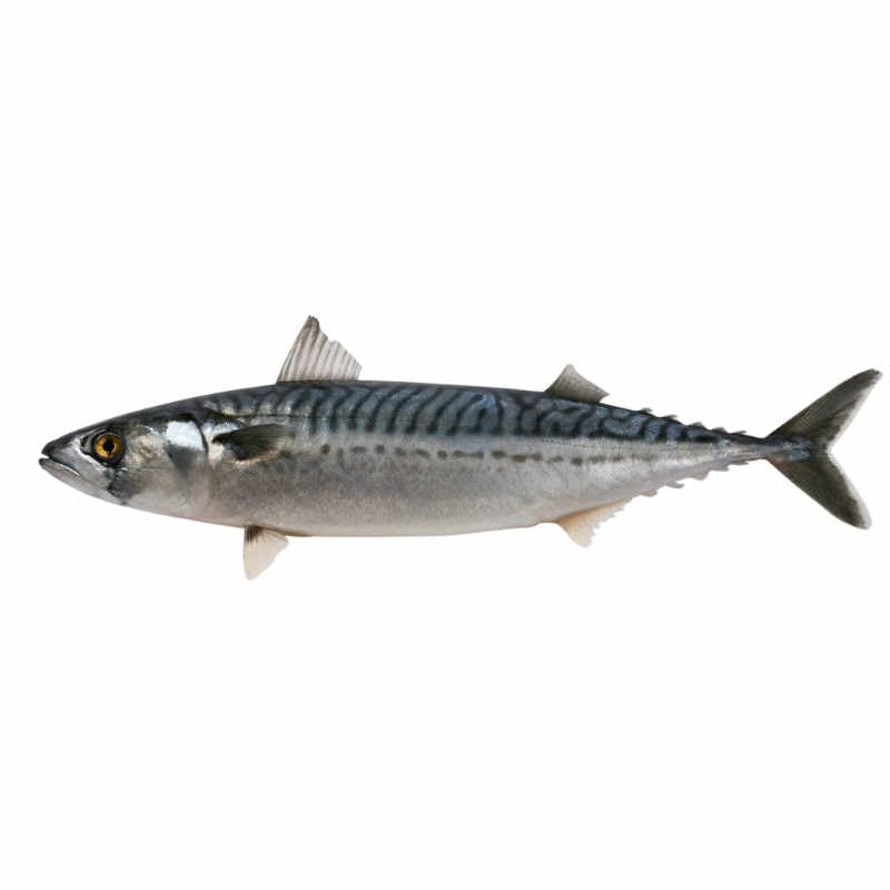 Frozen Titus / Mackarel (500g) - Fresh To Dommot